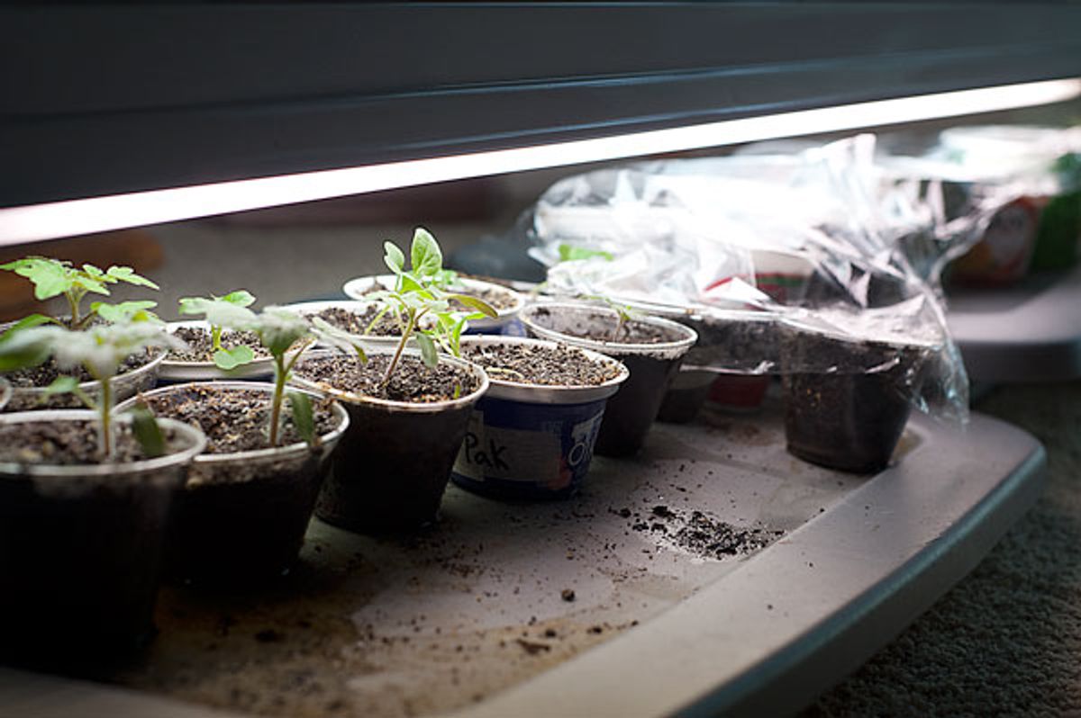 The Dart: Planting seeds of faith
