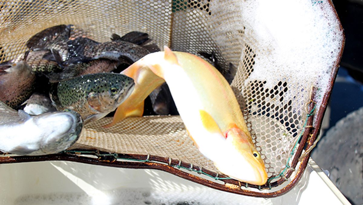 Crystal Lake Fisheries, LDWF stocks Vidalia pond with Rainbo...