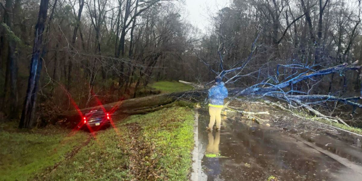 Driver forced to run off road to avoid fallen tree on Trace