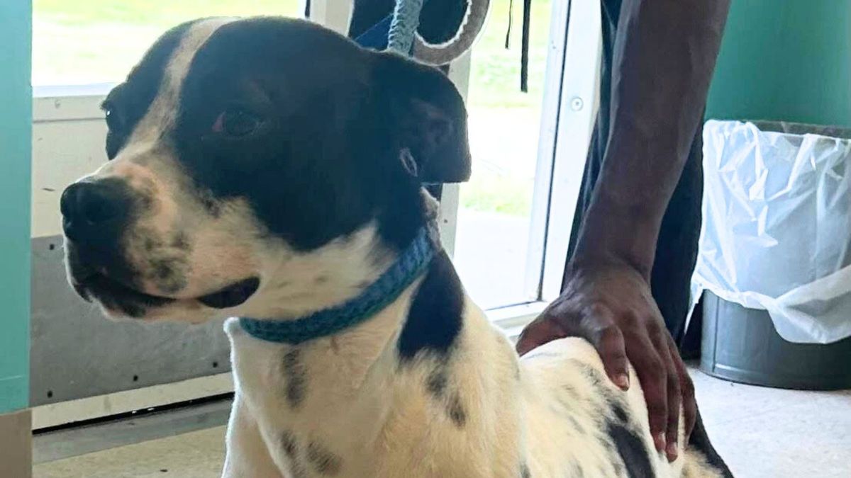Pets of the week: Nash, March, Ben and Zayne