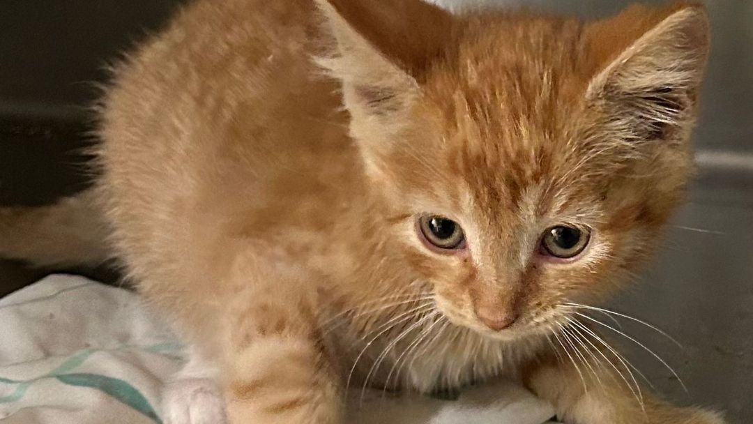 Pets of the week: Brandon, Scrabble, Wren and chicken-hating Doug