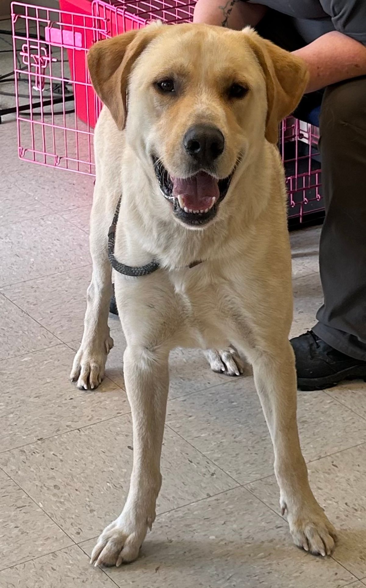 Pets of the week: Big Ben, Jasper, Rhonda and Milo
