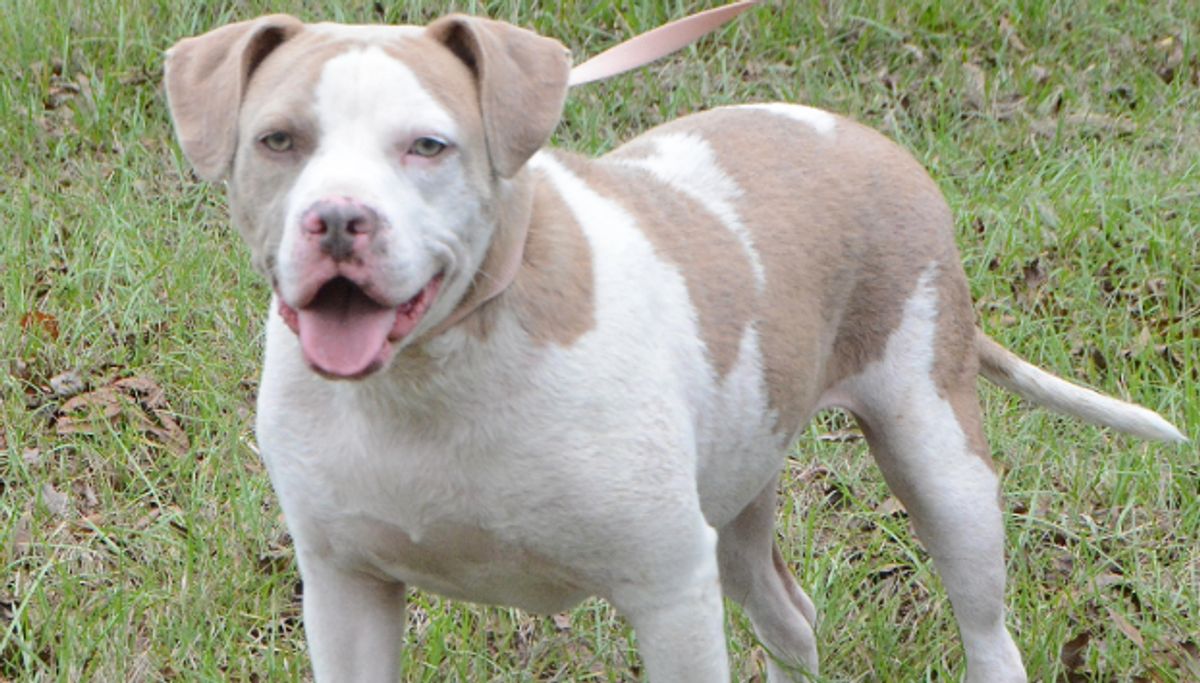 Pets of the week: Clyde, Noah, Ivy and Felix