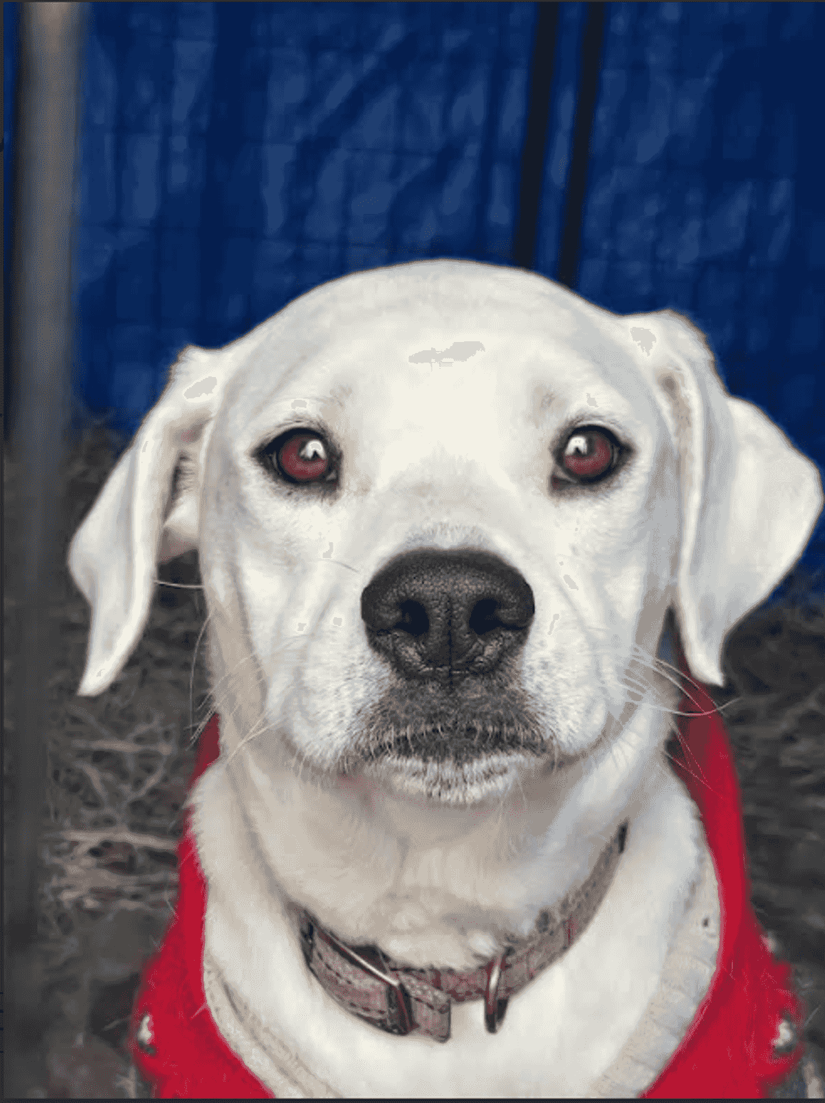 Pets of the week: Rhonda, Spring, Nolan and Mary