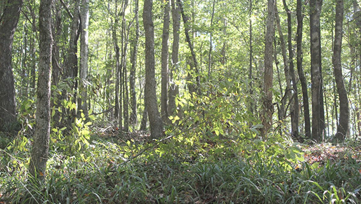 MDWFP offers assistance programs to hunters, landowners
