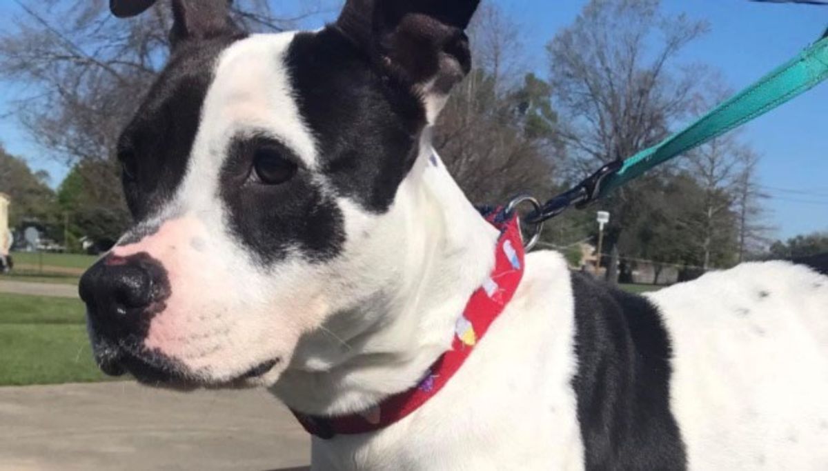 Pets of the Week: Moxie, Becky and Martha