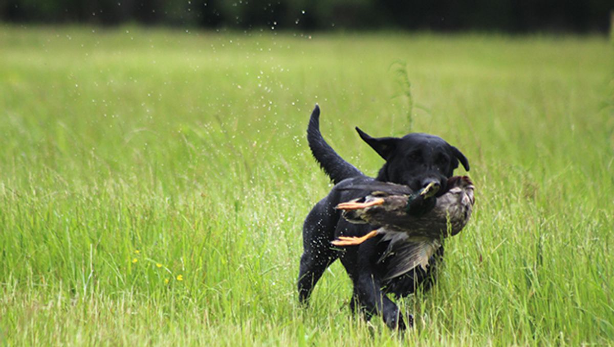 PLAYING FETCH: Dogs, handlers visit Miss-Lou for national co...