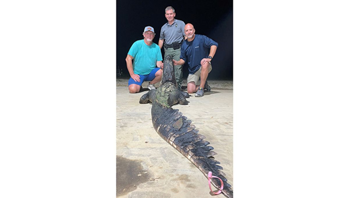 Harvested gator takes state record at start of season