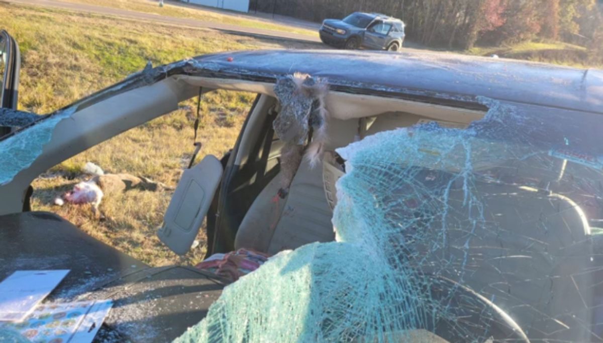 Deer crashes through car windshield; driver airlifted for medical atte...