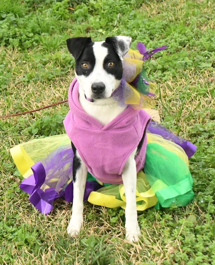 Pets of the week: Rhonda, Spring, Nolan and Mary