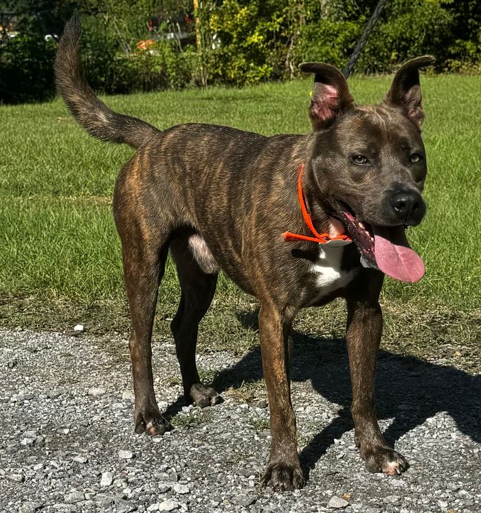 Pets of the Week: Milo, Fat, Rosa and Micki