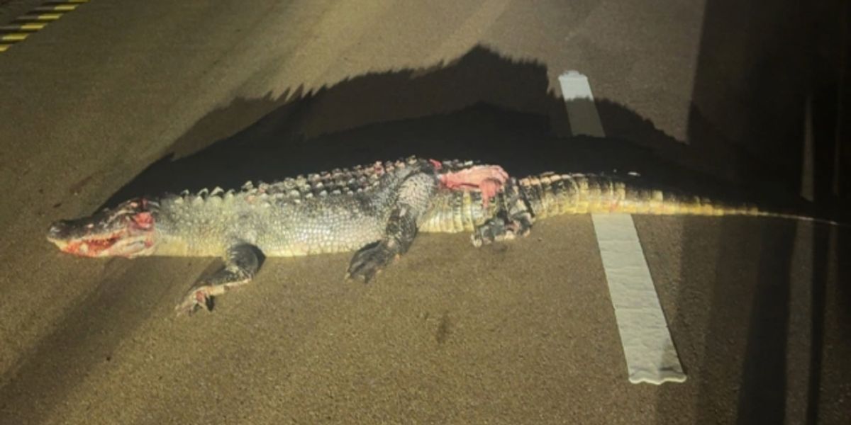 10-foot-long alligator takes out two vehicles on U.S. 61 Sou...