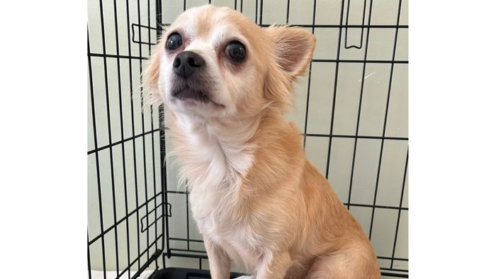 Pets of the week: Teddy Bear, Mister, Bailey and Wyatt