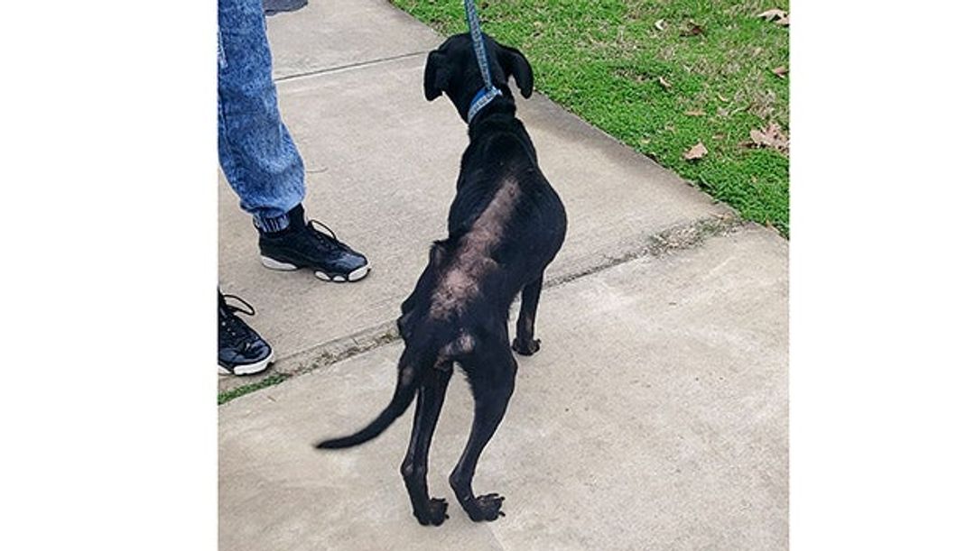 No charges filed in case of malnourished dog