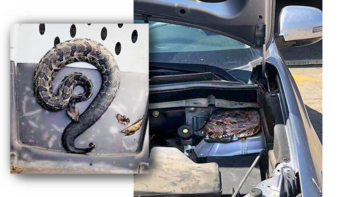 Rattle in the engine: Resident finds snake under hood of veh...