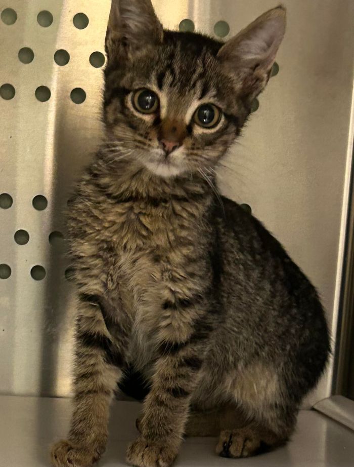 Pets of the week: Rhonda, Spring, Nolan and Mary