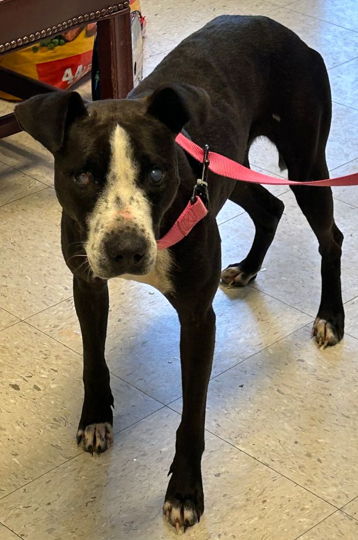 Pets of the Week: Milo, Fat, Rosa and Micki