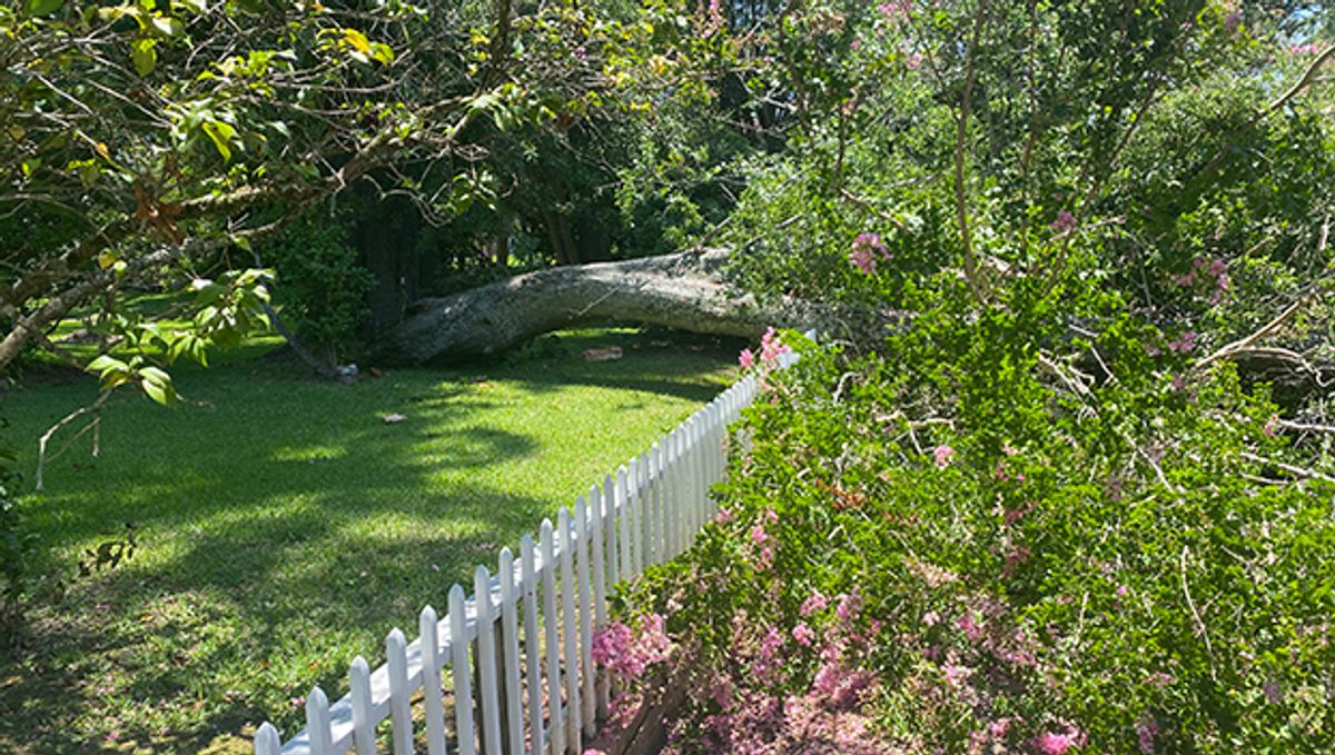 GALLERY: Fallen tree on MLK narrowly misses witness's vehicl...