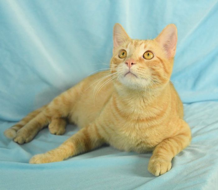 Pets of the Week: Milo, Fat, Rosa and Micki