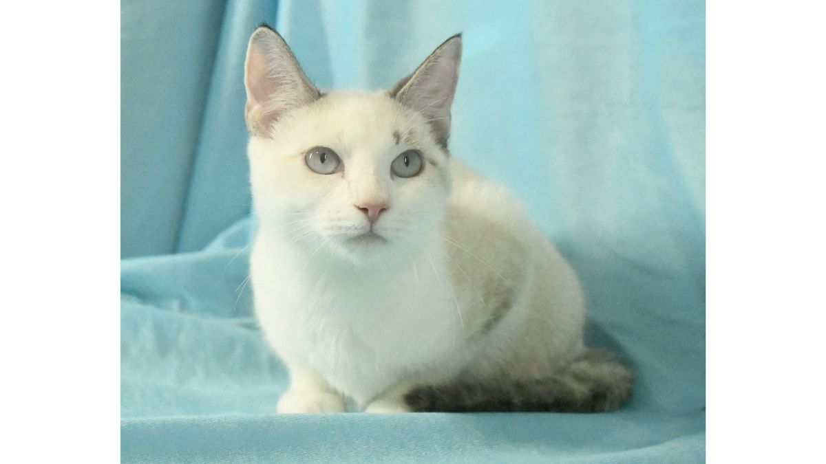 Pets of the week: Maria, Luke, Miracle and Yaya