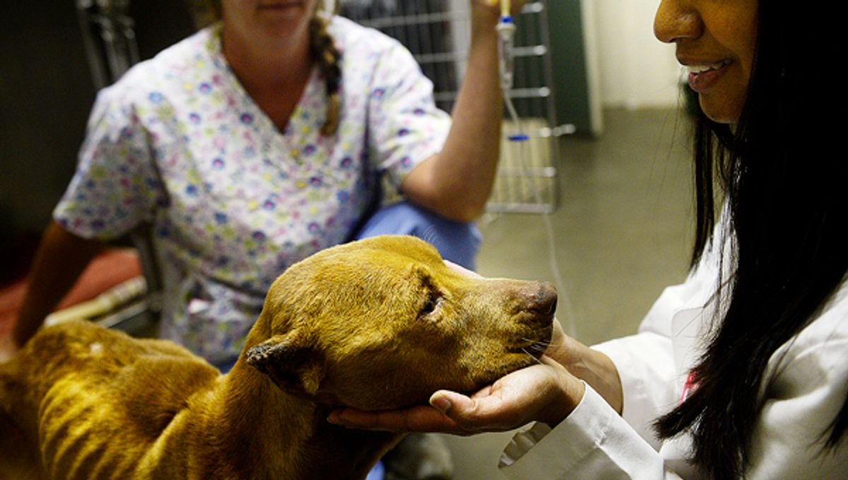 Fund set up to pay for abused, neglected dog's care
