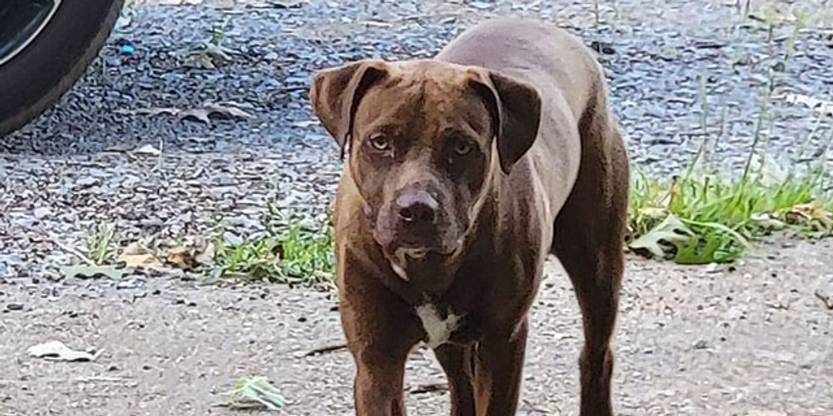 Unclaimed dog put down after being run over by vehicle