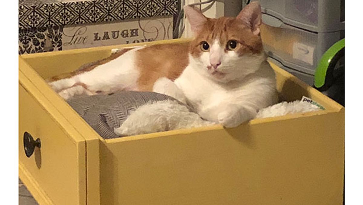 Your Take: Rescue cat lounging