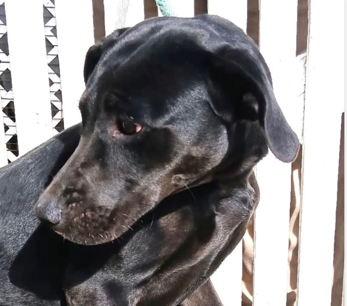 Pets of the week: Meet Casey, Zane, Trooper and Kacie