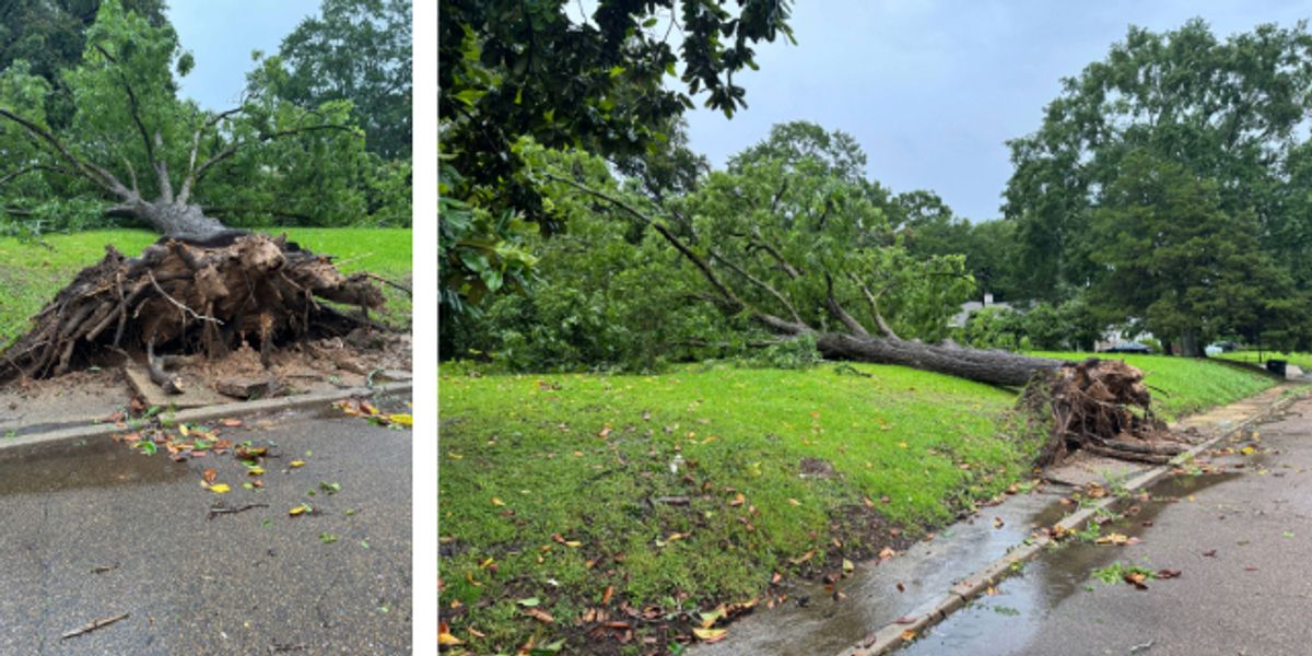 SUBMITTED GALLERY: Fallen trees everywhere, some causing dam...