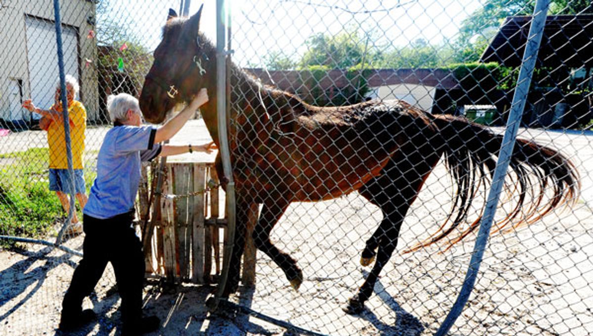 Horse with no name: Animal control picks up stray in city