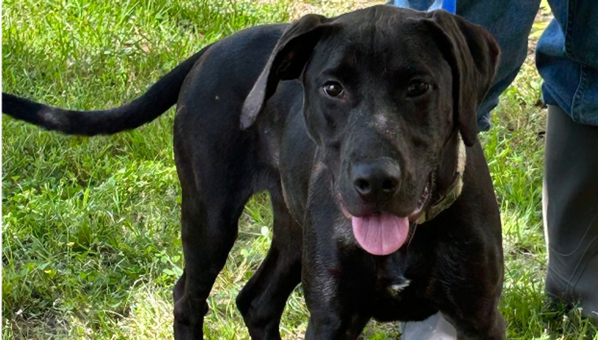 Pets of the week: Balto, Azalea, Zane and Murphy