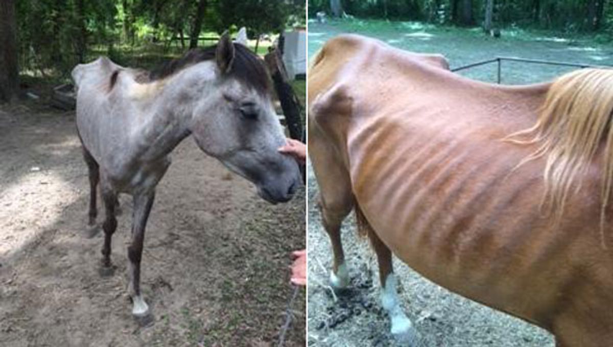 Starving animals rescued