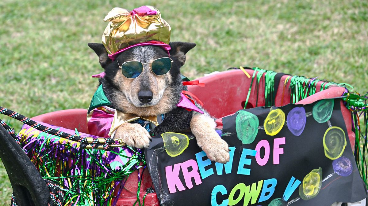 Mardi Gras pet parade brings beads, boas and rescue mission ...