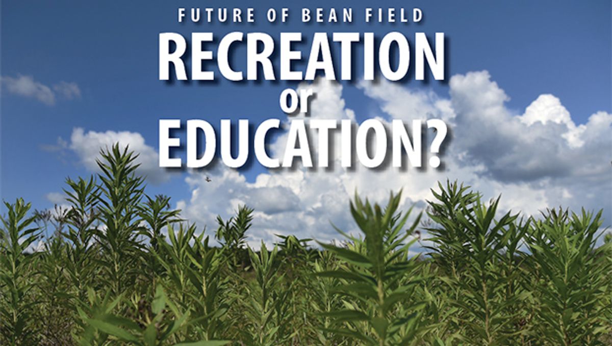 Sunday focus: What is future of bean field?