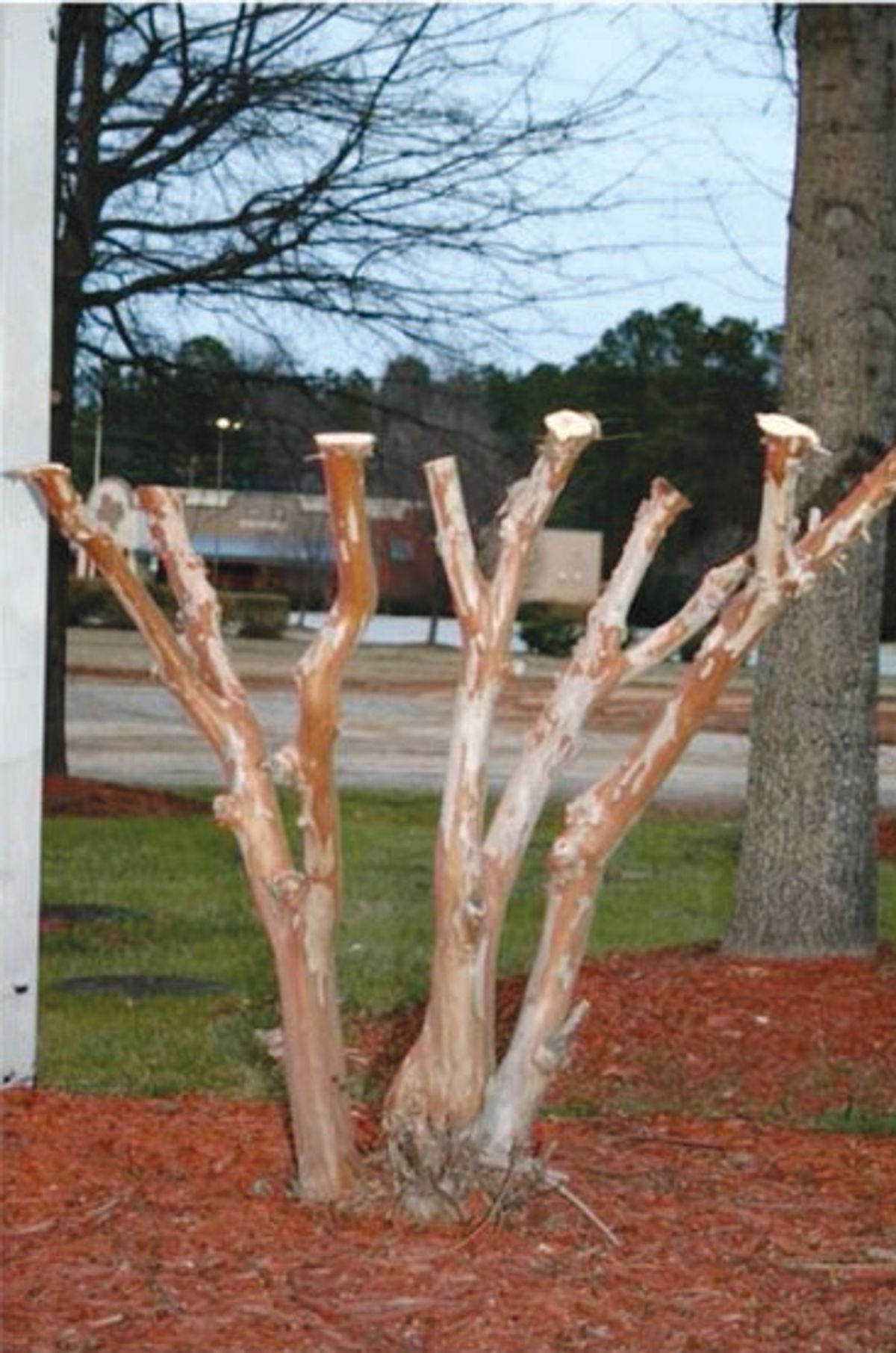 Smithfield will punish tree topping