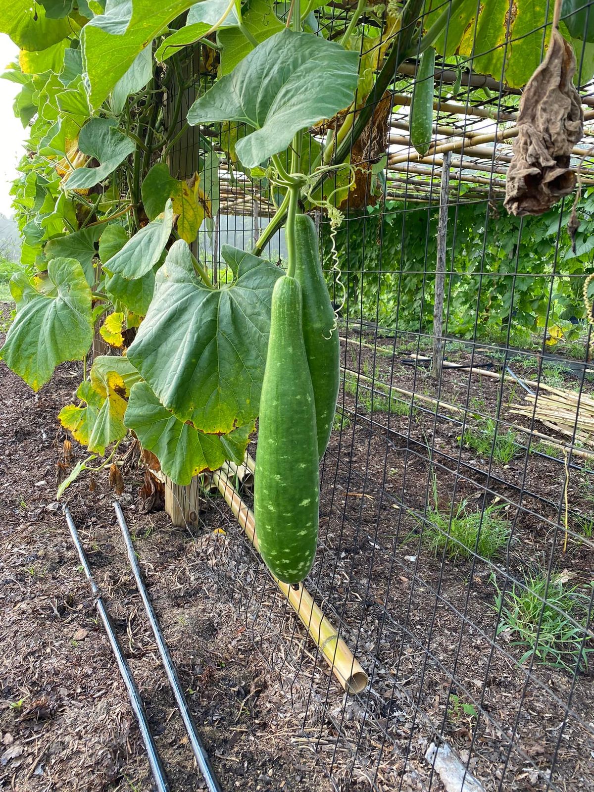 Karen Community Farm begins new chapter at Williamson Preser...
