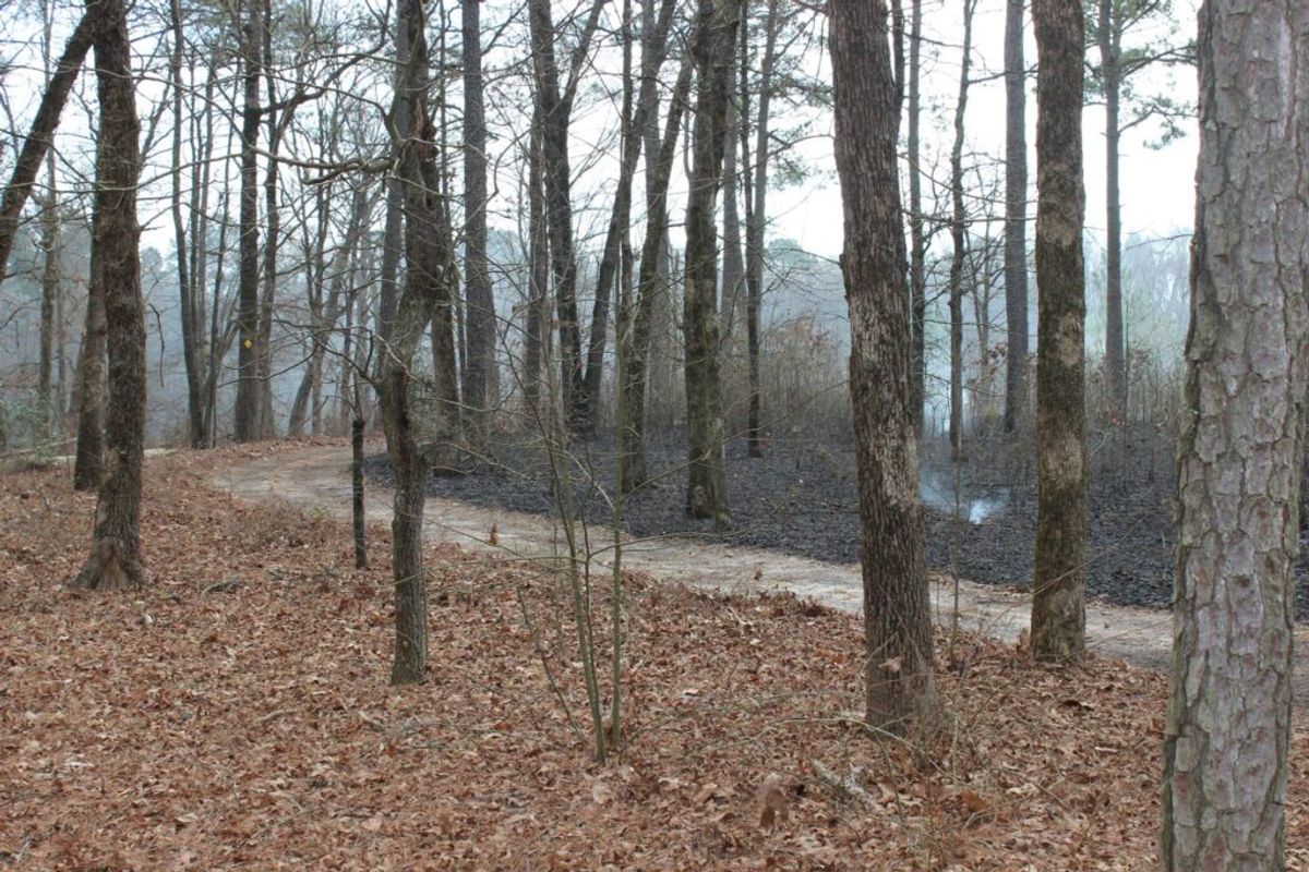 Howell Woods to host ‘Winter in the Woods’