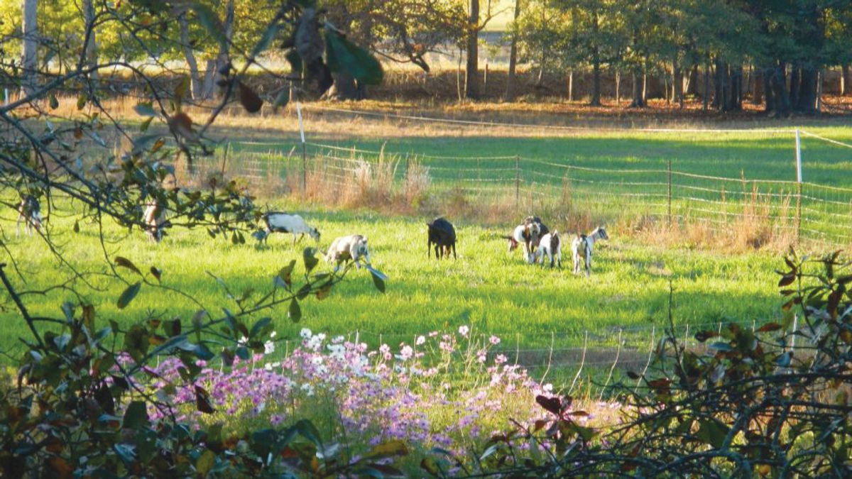Farm to celebrate strawberries, goats