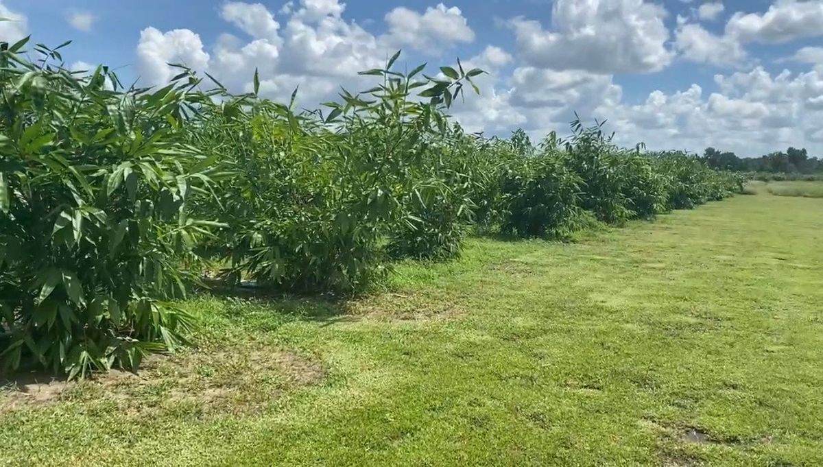 Bamboo farming could change Alabama agriculture