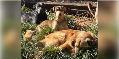 Find your new best friend at Butler County Humane Society