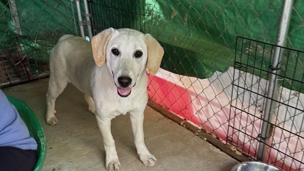 Playful pup Snowball ready for adoption