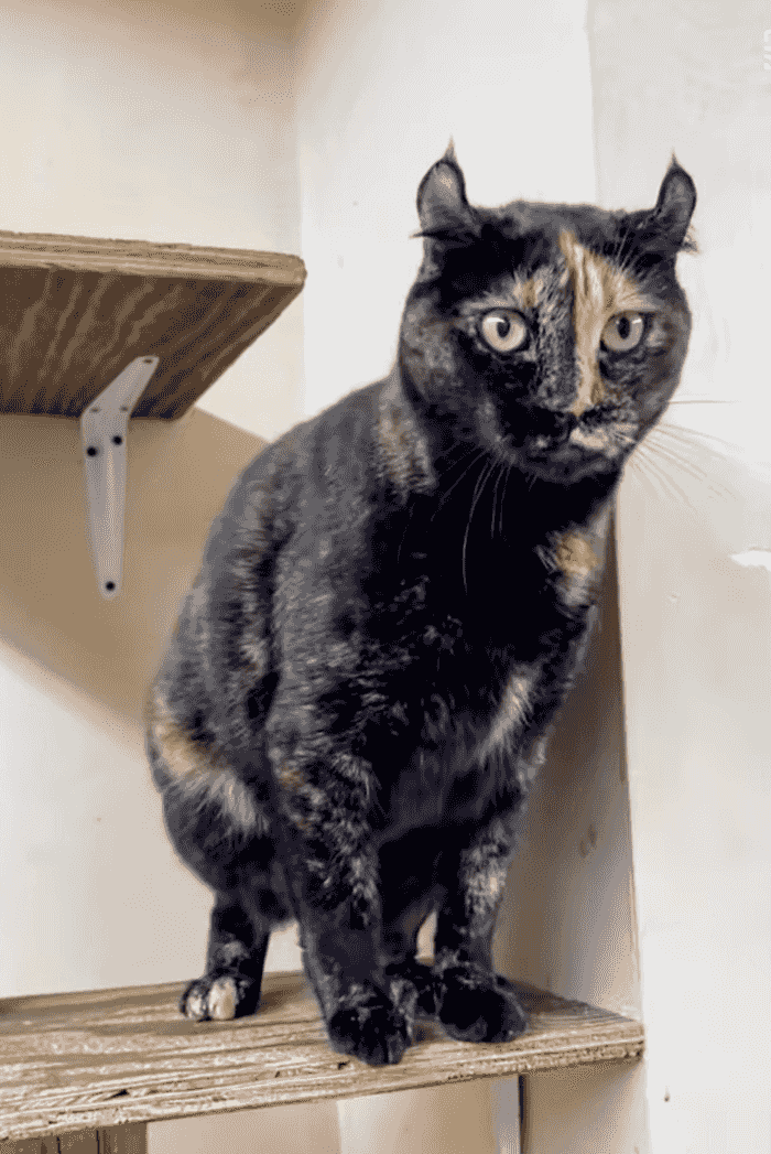 Sweet Lynx mix looking for home