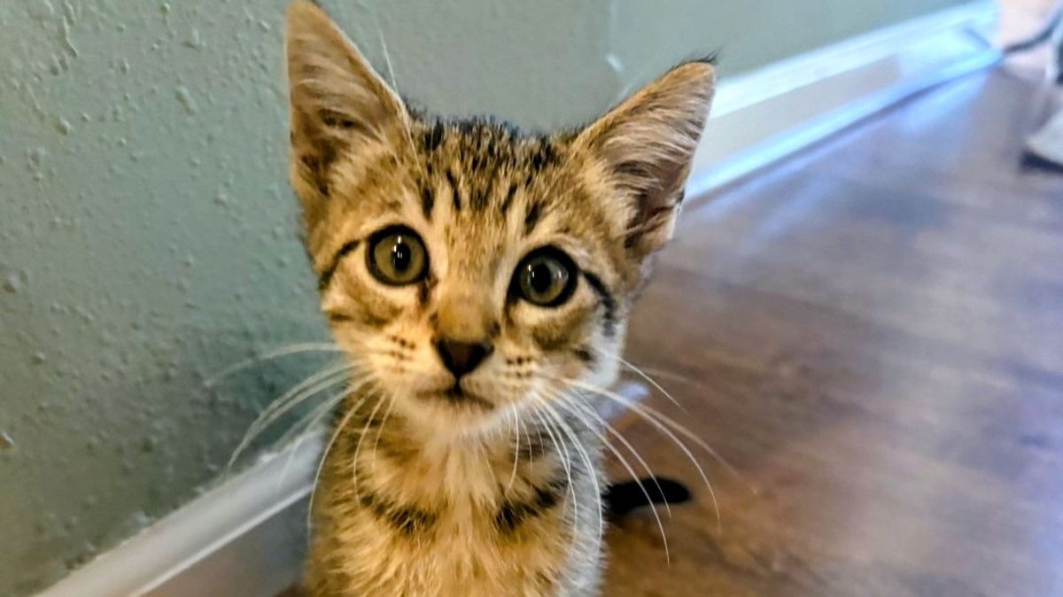 Kittens galore at Butler County Humane Society