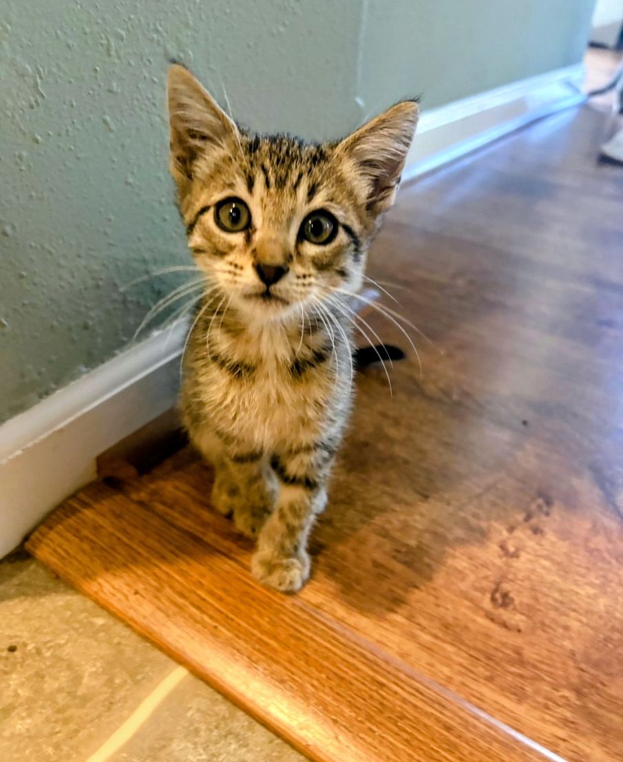 Kittens galore at Butler County Humane Society