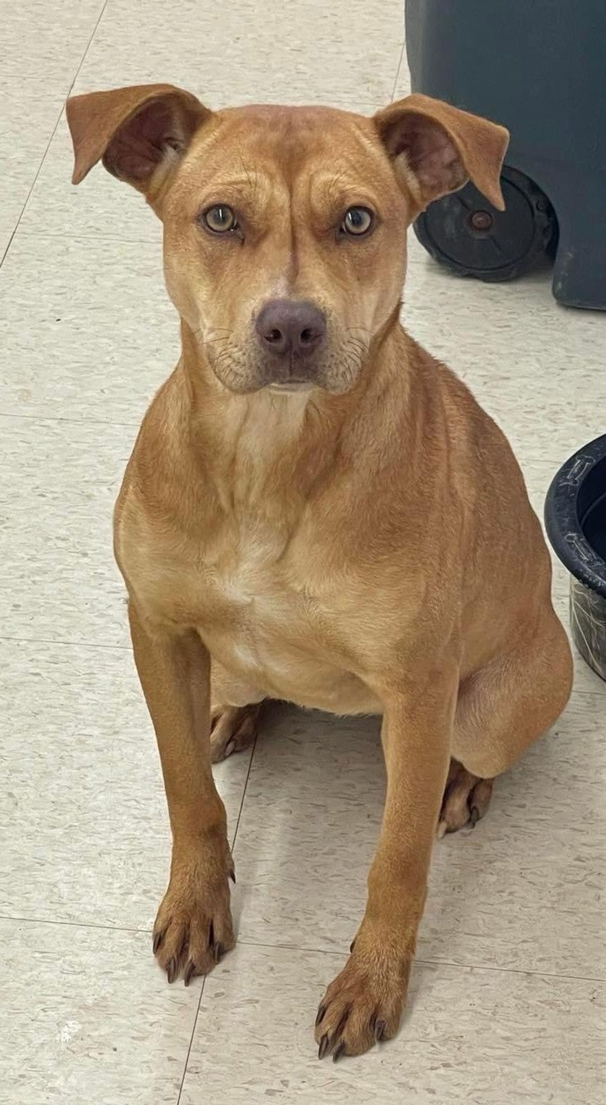 Ginger is waiting to spice up your life
