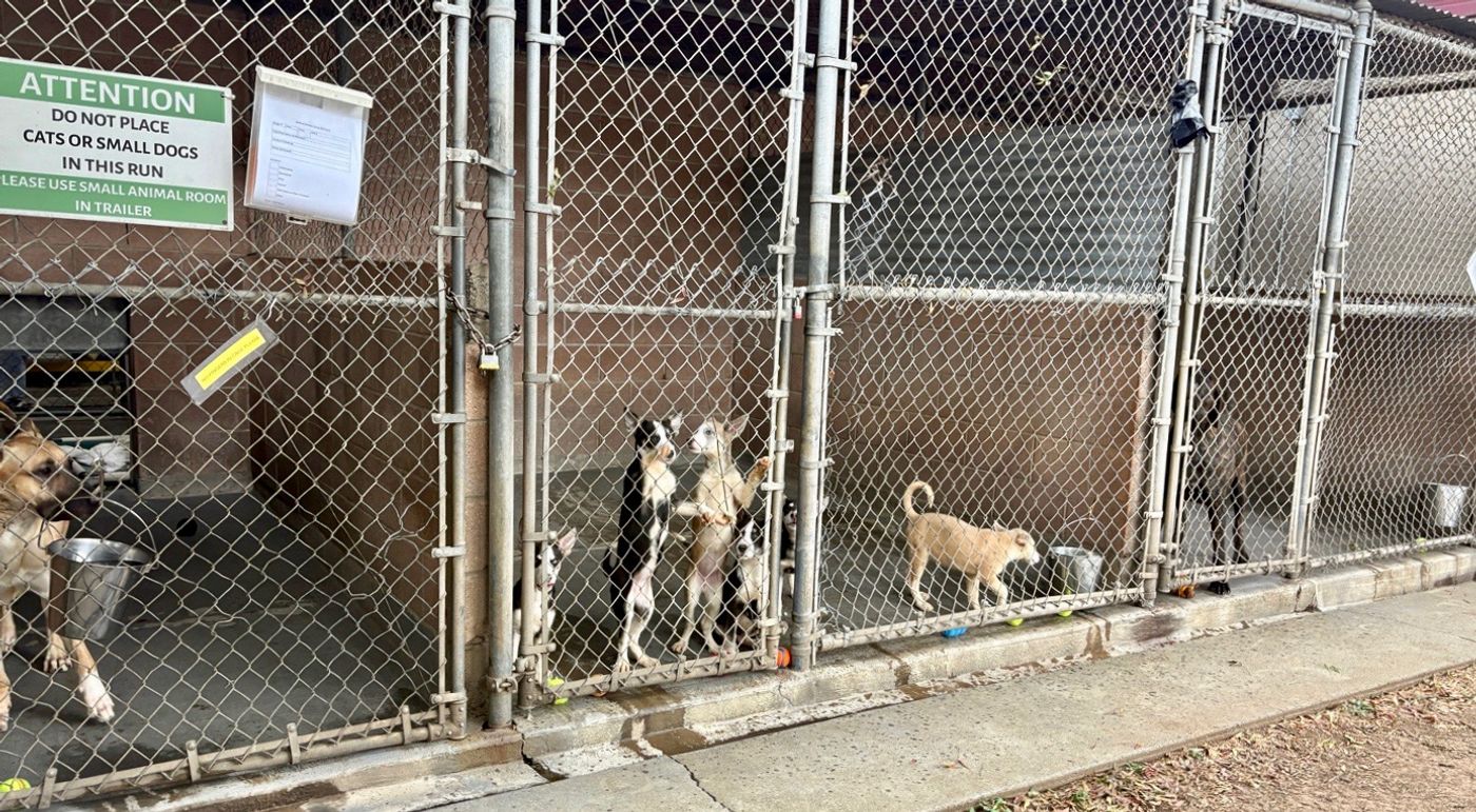 Extreme Chico animal abuse case highlights the ongoing effor...