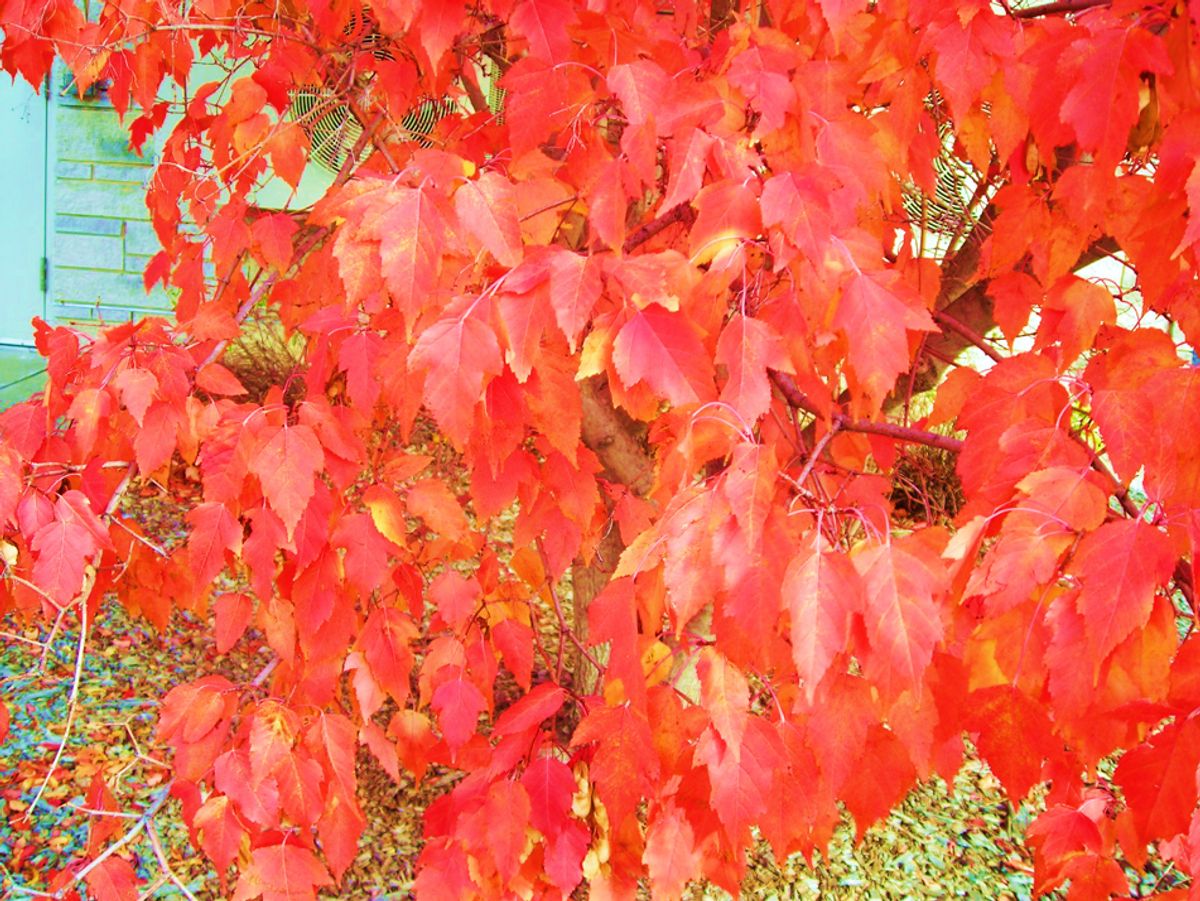 Fall foliage show beginning in Missouri