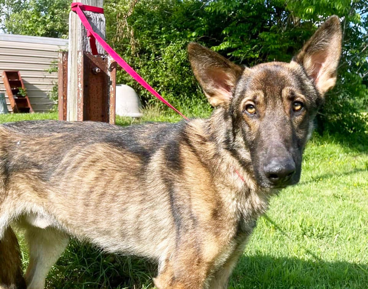 From Desperation to Hope: The Journey of Zion and the Stray Project's ...