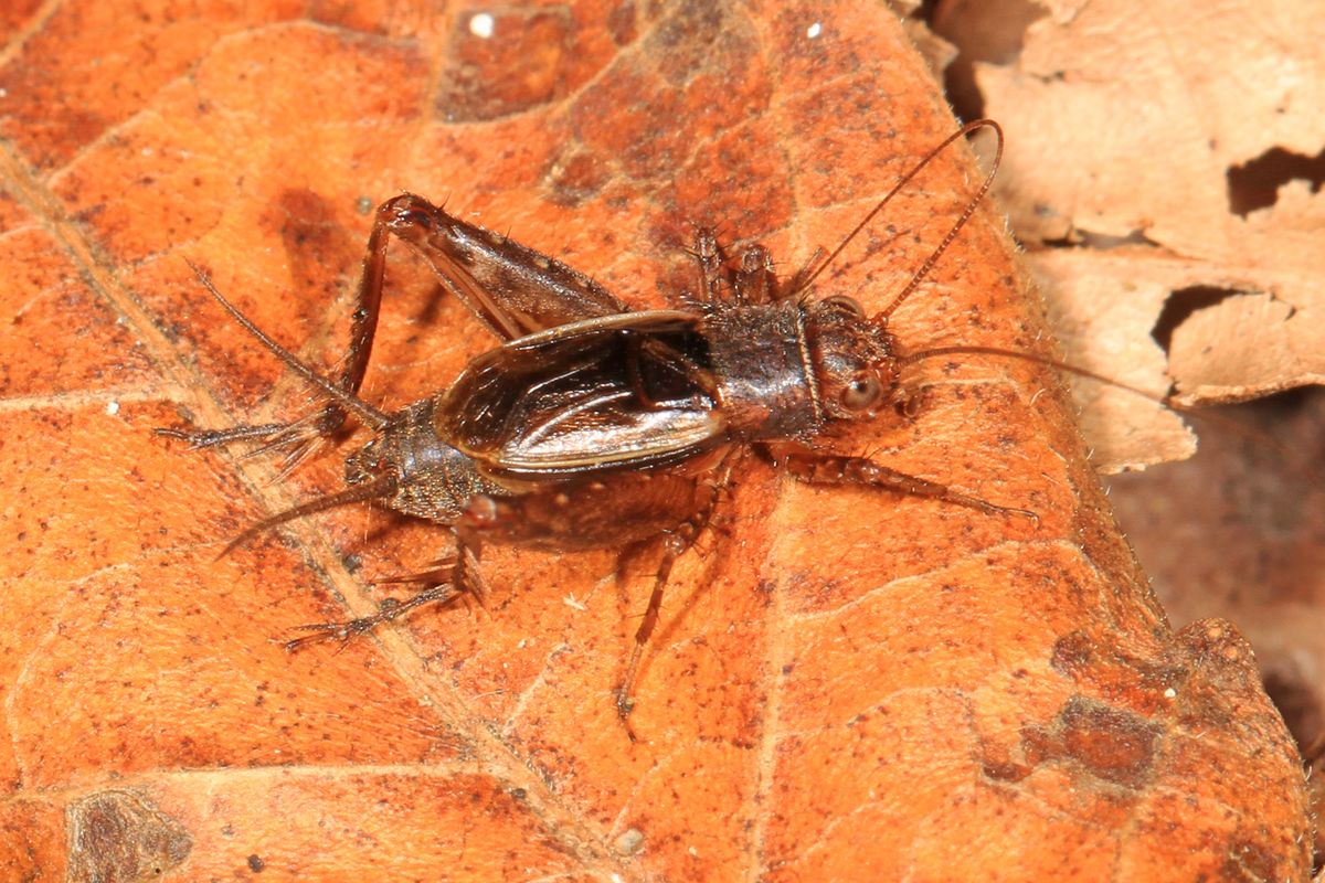 It’s fall, so here come chirping crickets