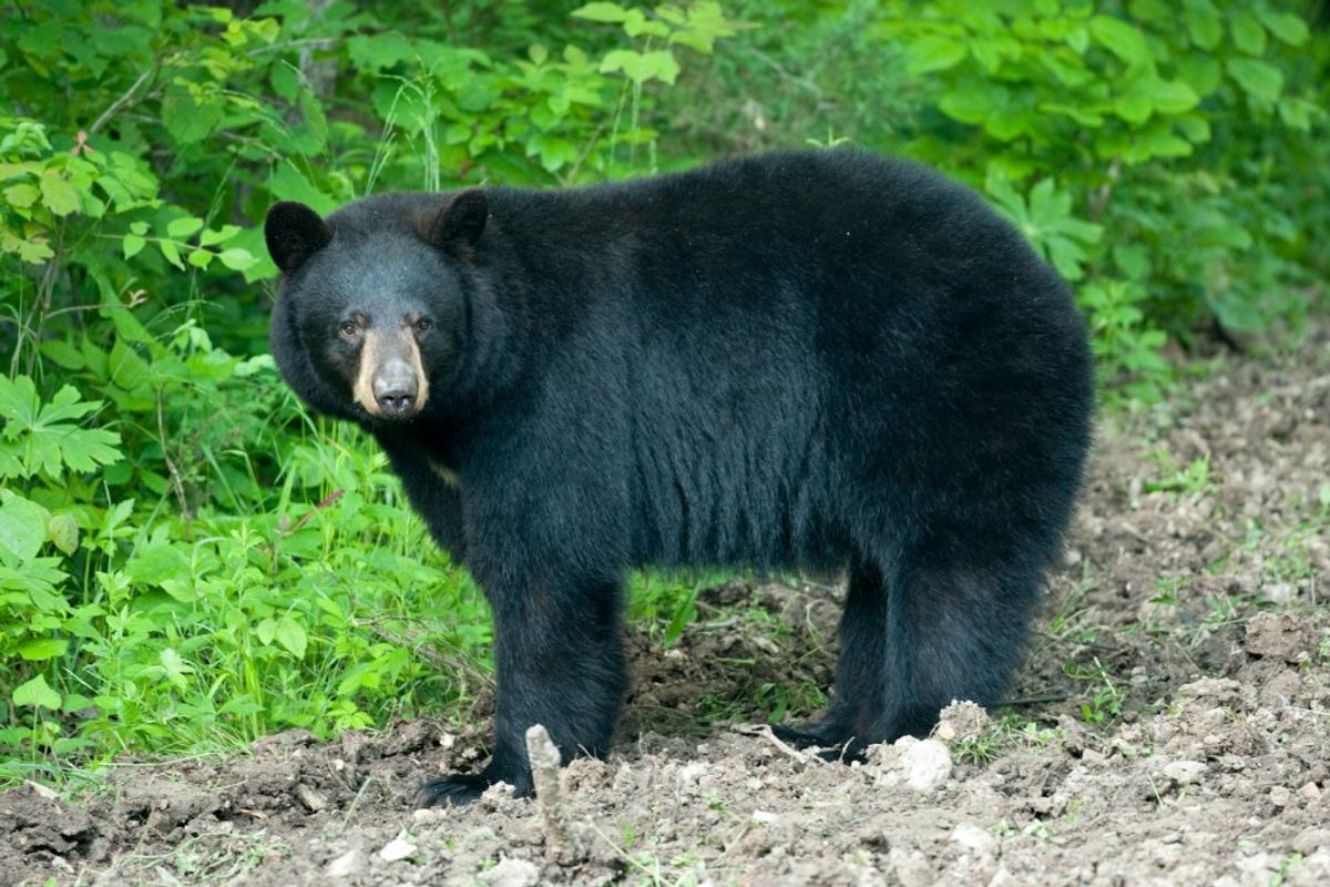 As Missouri's black bear population grows, University of Mis...